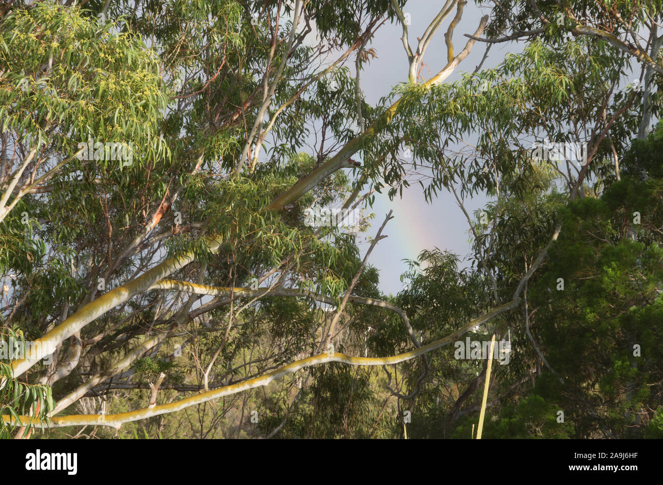 Peaking plant hi-res stock photography and images - Alamy