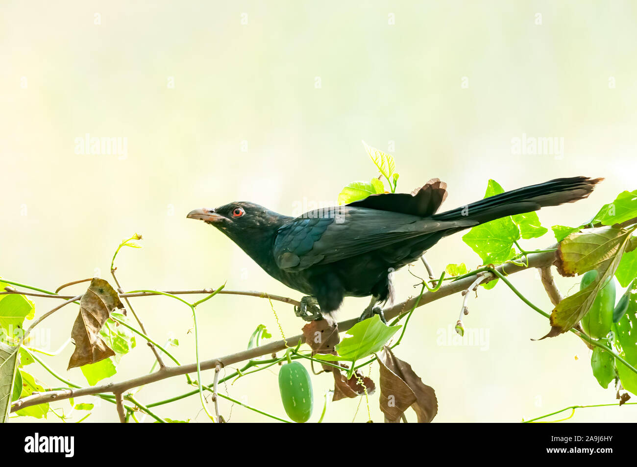A male asian koel is looking careful on a tree branch Stock Photo - Alamy