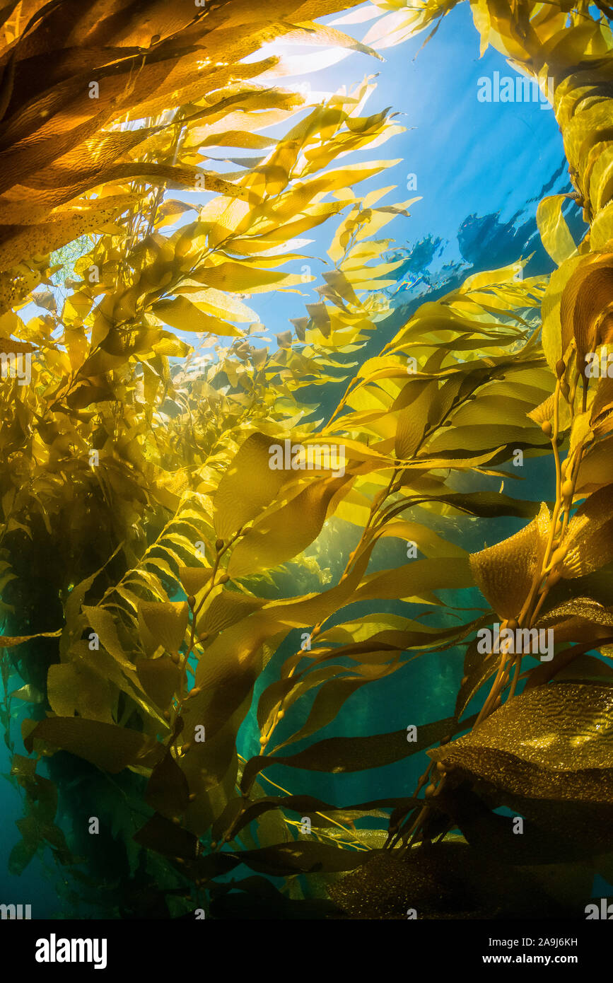 giant kelp, Macrocystis pyrifera, La Jolla, San Diego, California, USA ...