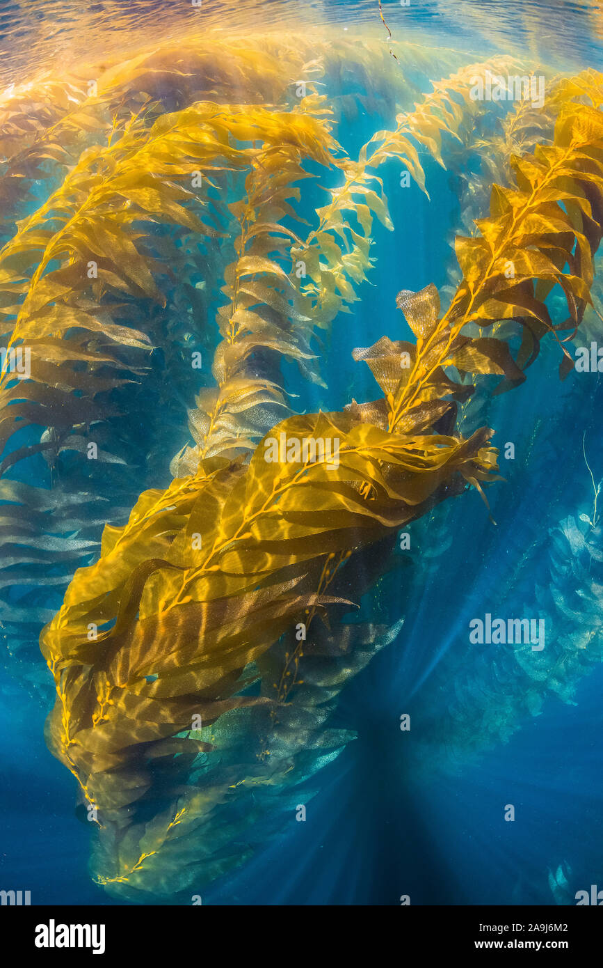 Brown Algae In Ocean