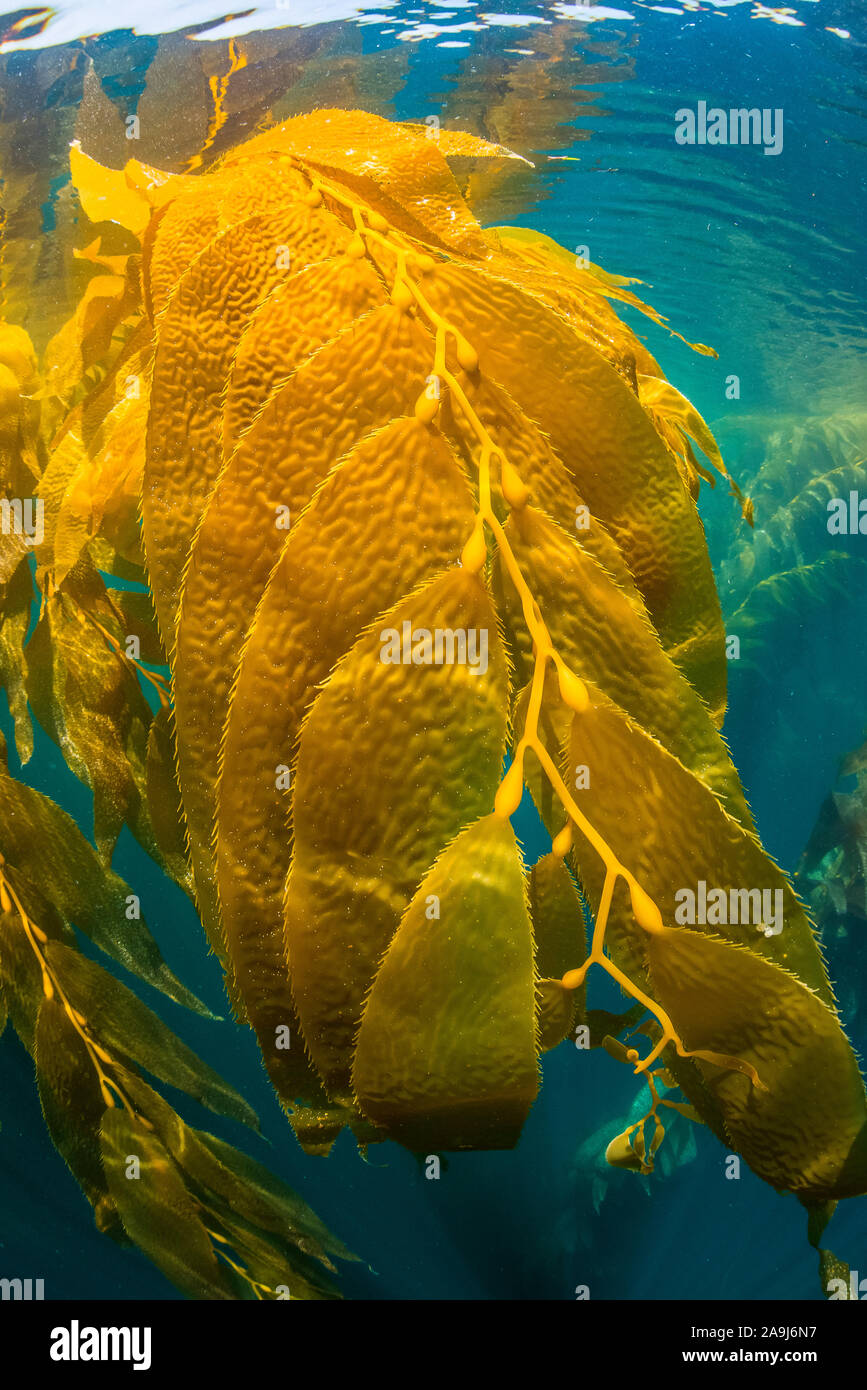 giant kelp, Macrocystis pyrifera, La Jolla, San Diego, California, USA ...