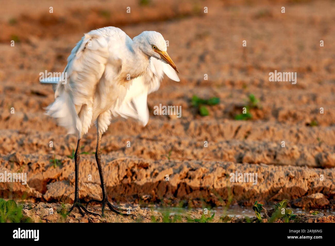 Cattle egret fluttering its wings after doing preen Stock Photo - Alamy