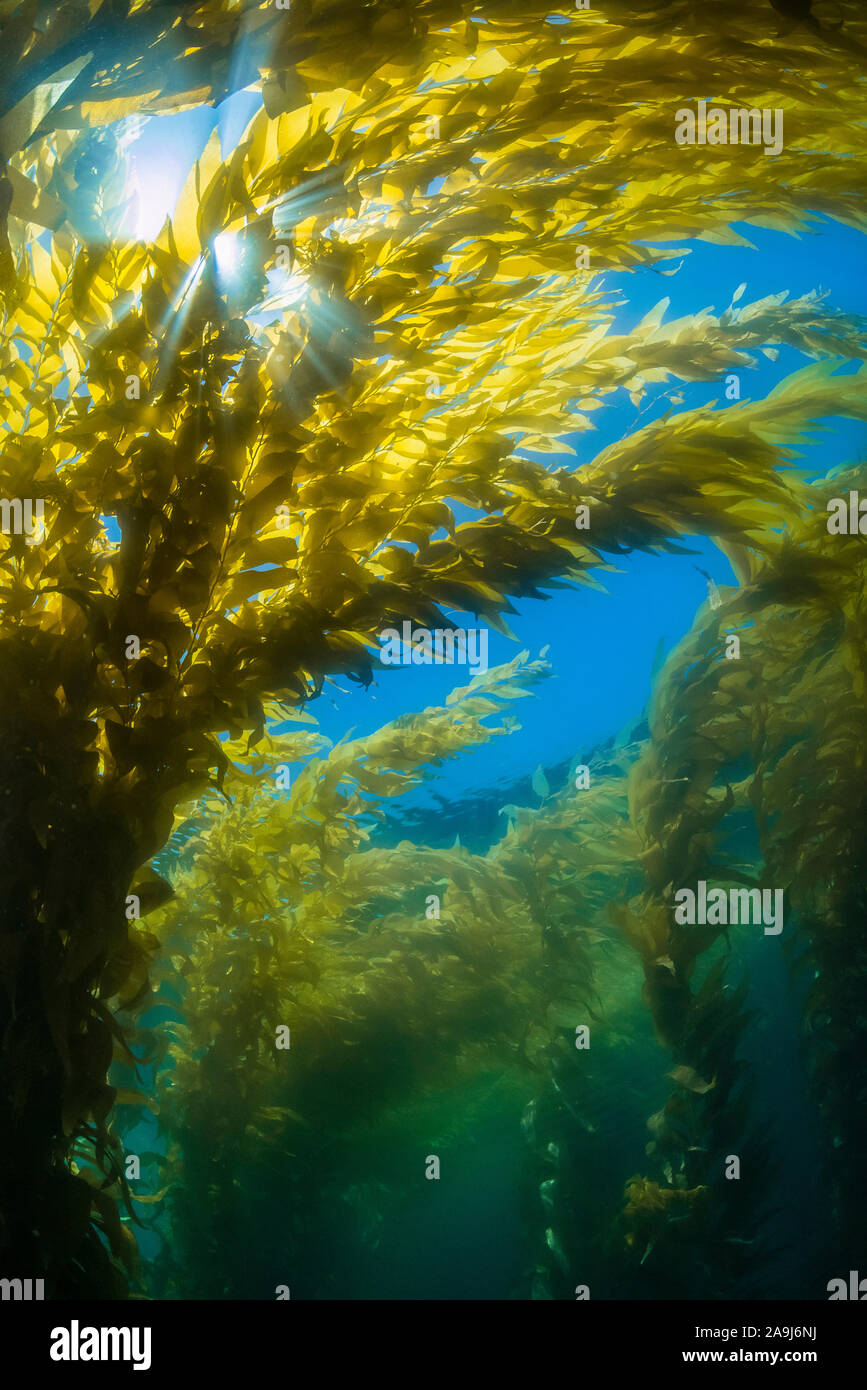 Algae pacific ocean hi-res stock photography and images - Alamy