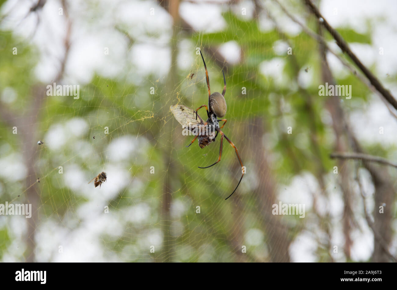 Golden Orb Weaver spider hanging in a web eating a dead cicada on top ...