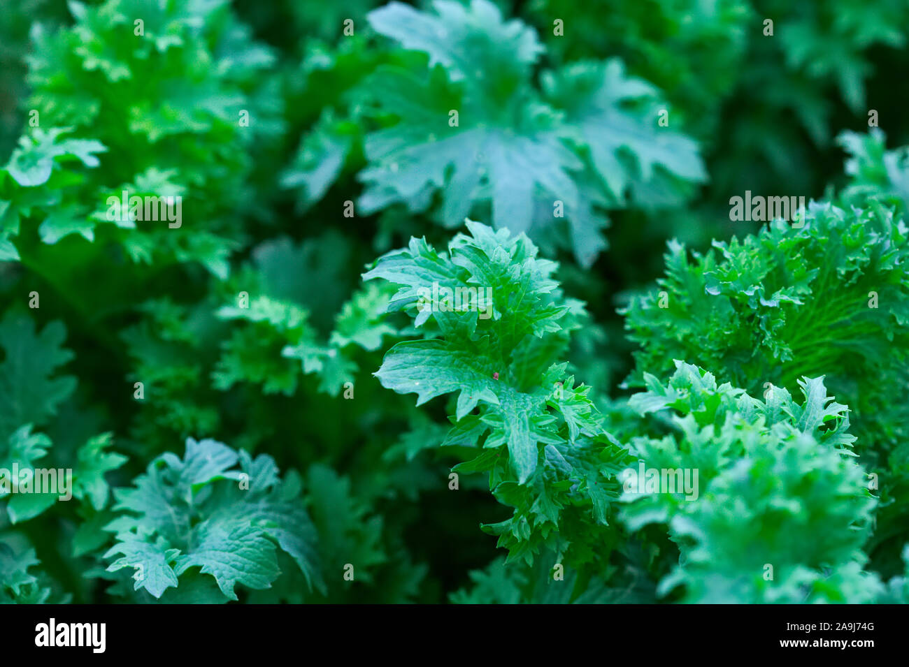 Wasabina hi-res stock photography and images - Alamy