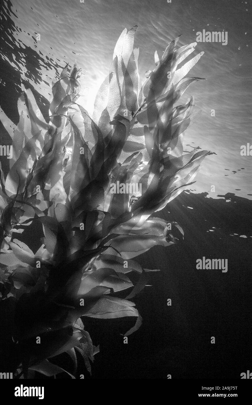 Giant kelp macrocystis pyrifera california Black and White Stock Photos ...