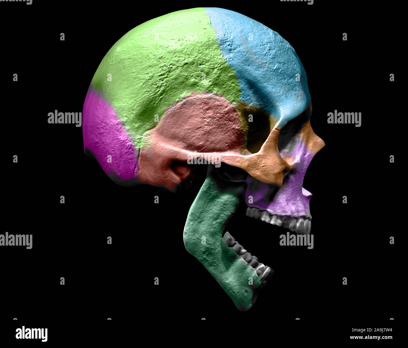 Skull model isolated background 3d illustration side view Stock Photo ...