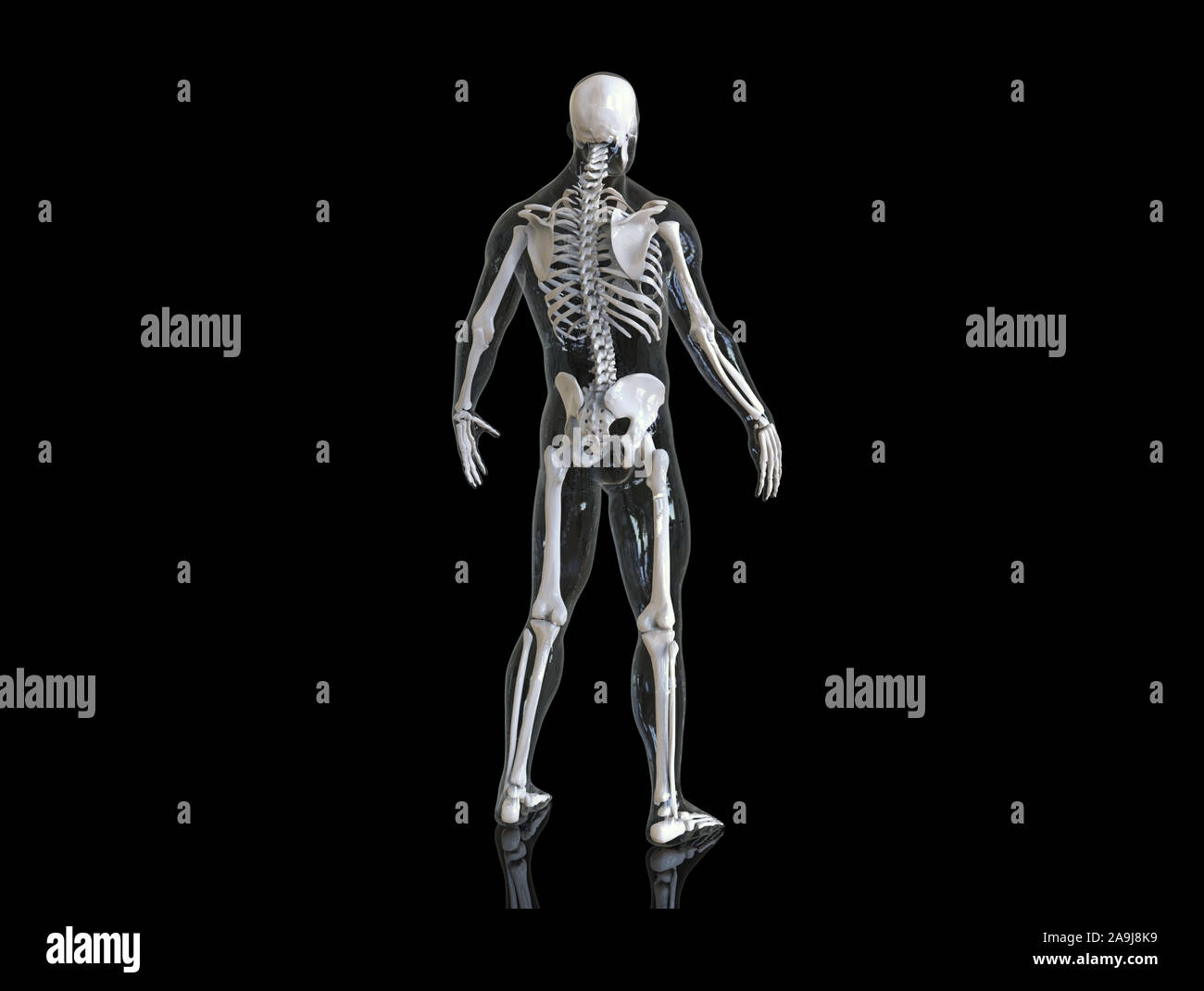 Human Skeleton isolated - 3d render Stock Photo - Alamy