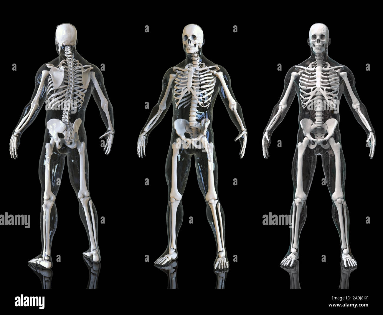 Human Skeleton isolated - 3d render Stock Photo - Alamy