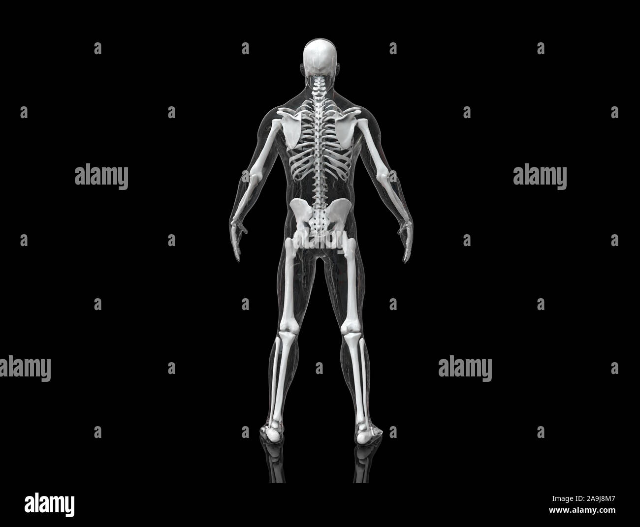 Bone system hi-res stock photography and images - Alamy