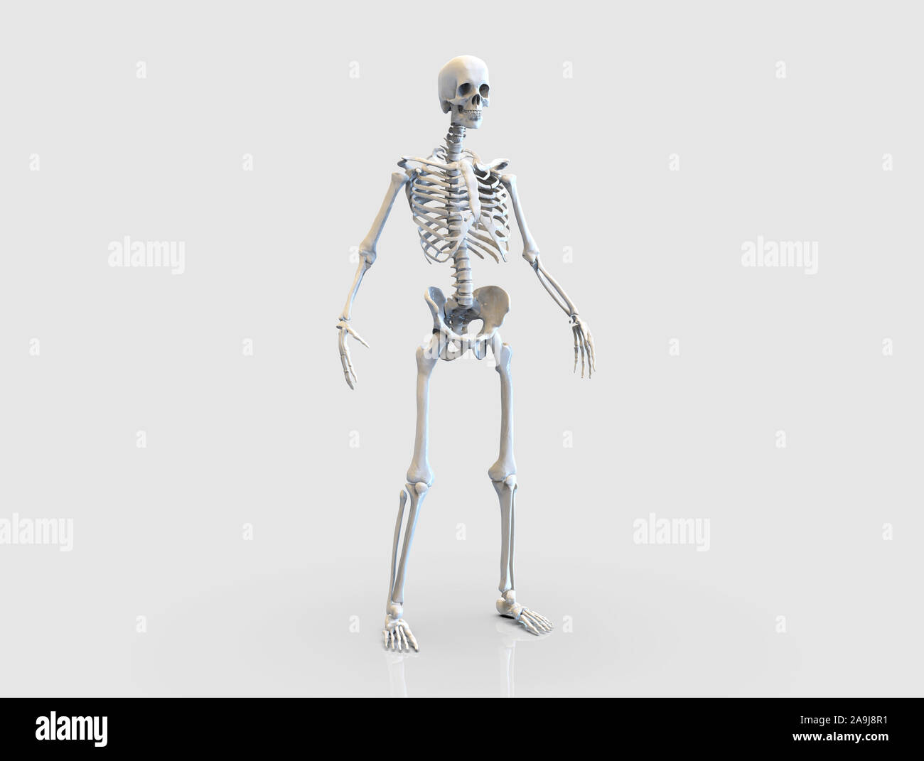 Human Skeleton isolated - 3d render Stock Photo - Alamy