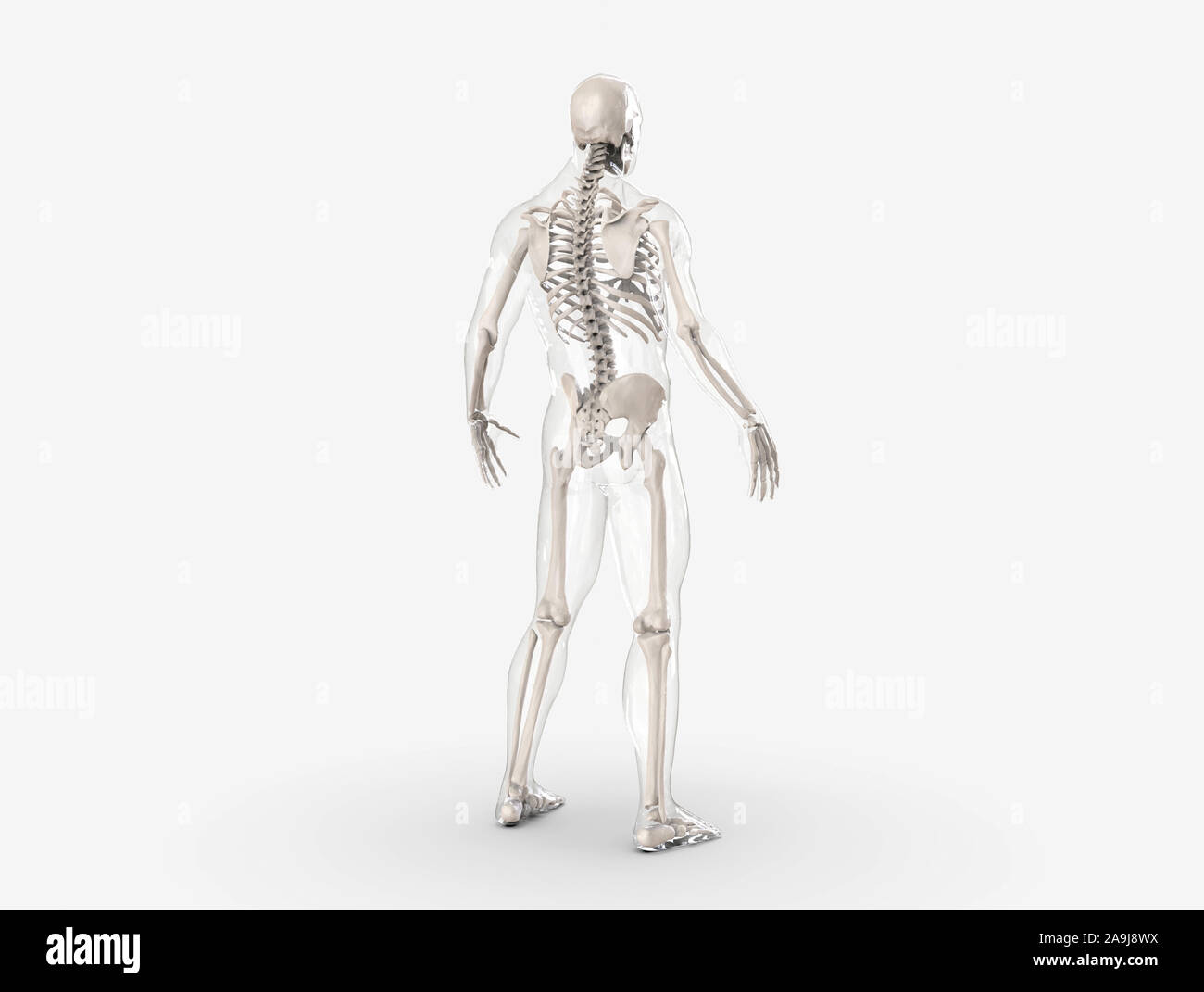Human Skeleton isolated - 3d render Stock Photo - Alamy