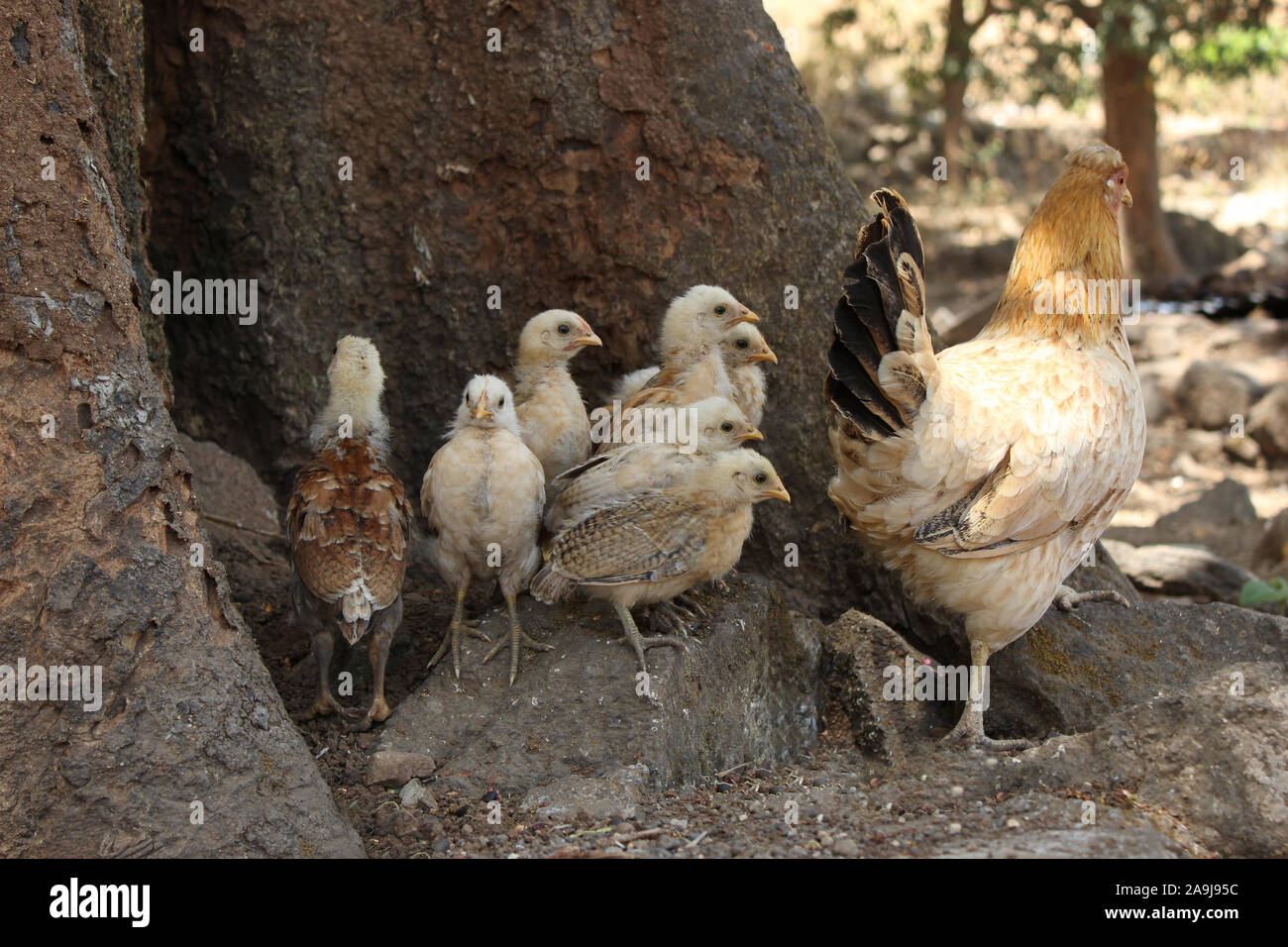 Hen with her chicks, Nashik, Maharashtra, India Stock Photo - Alamy
