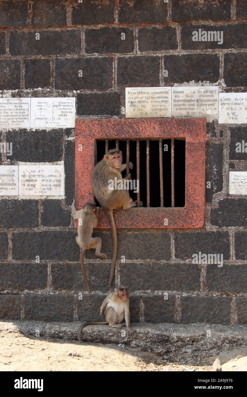 Monkey playing with her kids, Nashik, Maharashtra, India Stock Photo ...