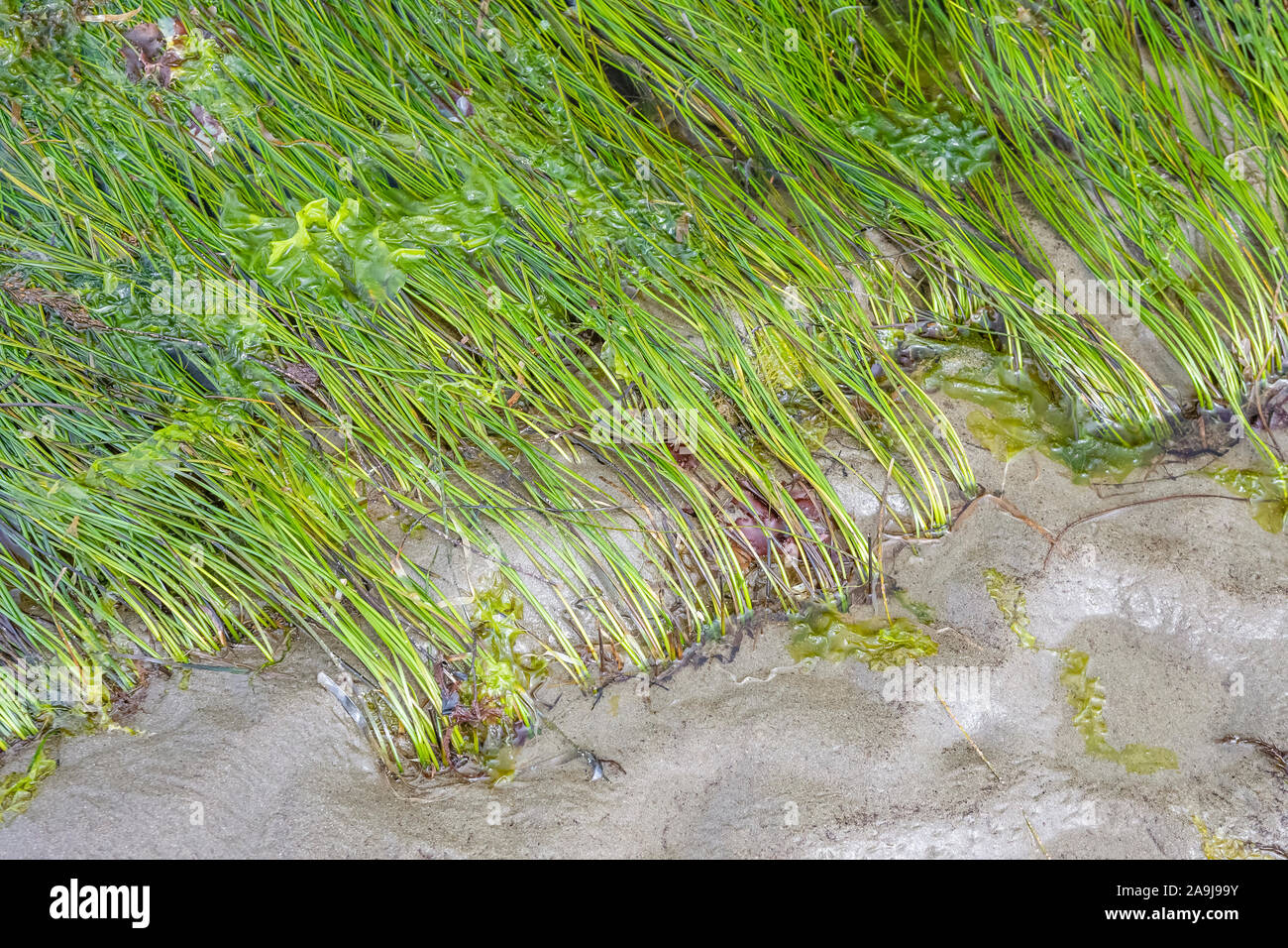 surfgrass, Phyllospadix species, and sea lettuce green algae, Ulva ...