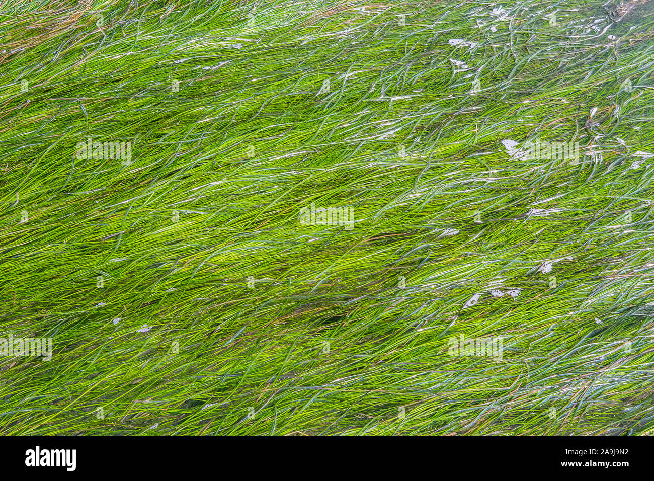 Phyllospadix species hi-res stock photography and images - Alamy