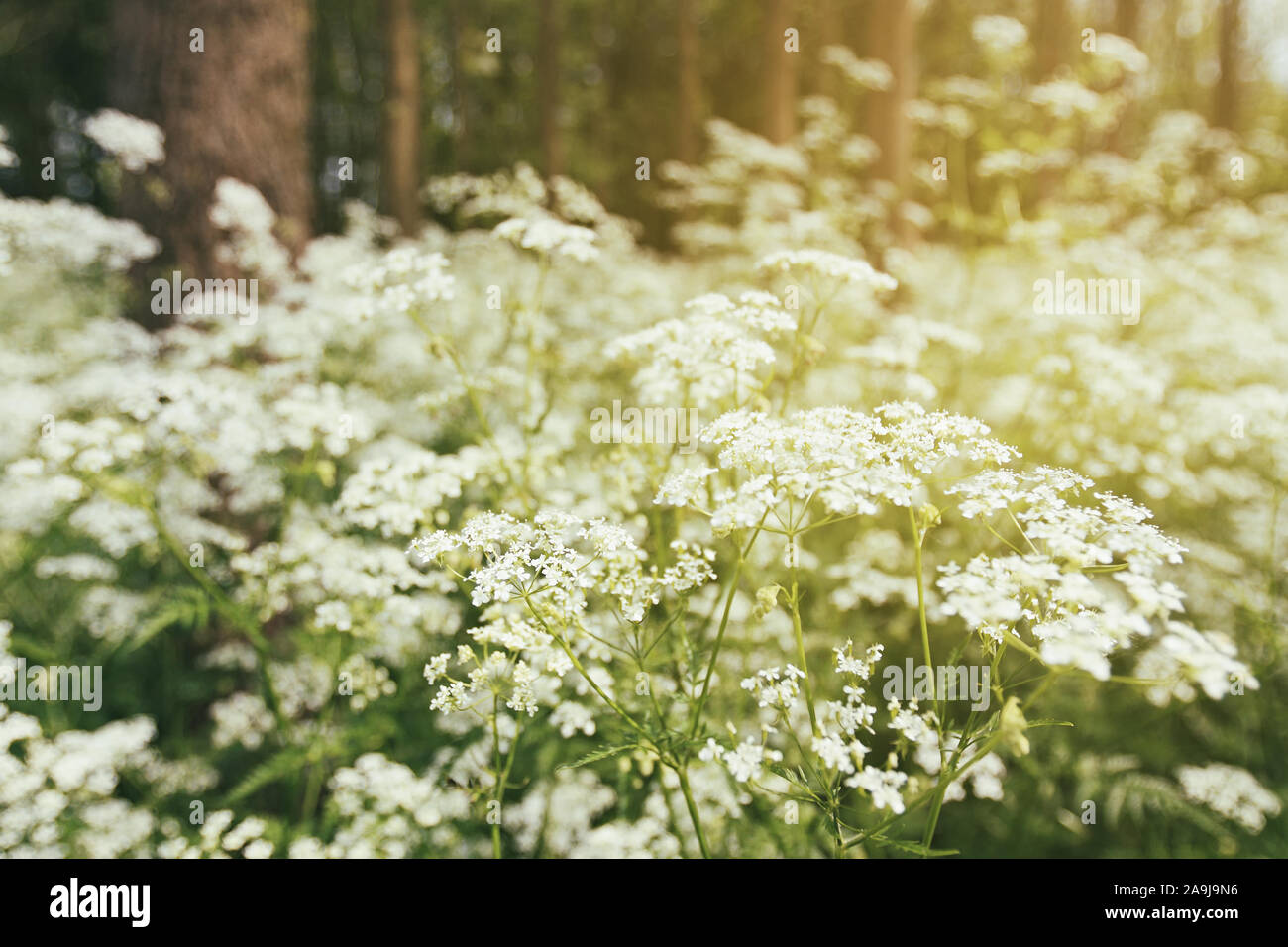 Light leak in forest hi-res stock photography and images - Alamy