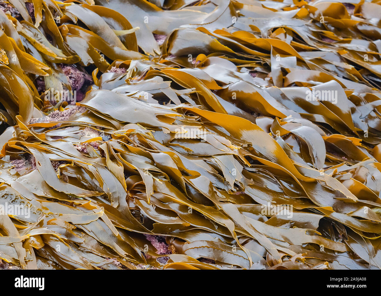 Marine Kelp