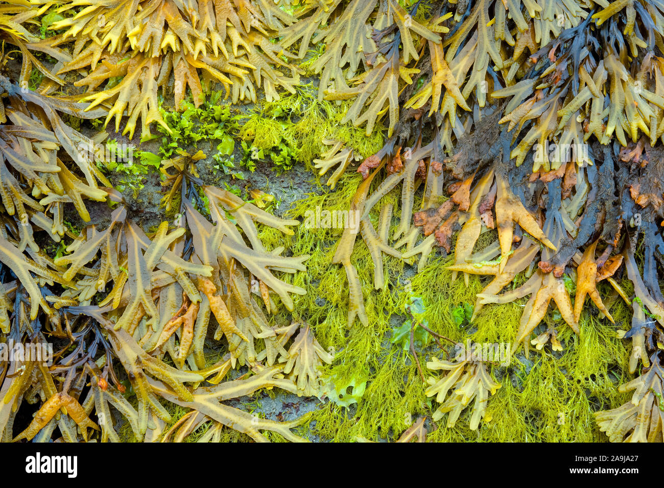 Ulva Under Microscope