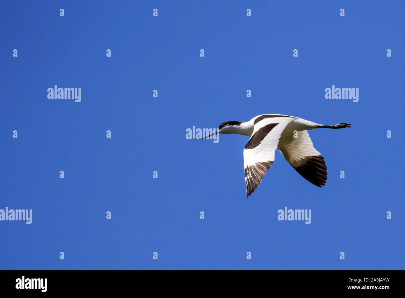 Pied avocet recurvirostra avosetta saebelschnaebler hi-res stock ...