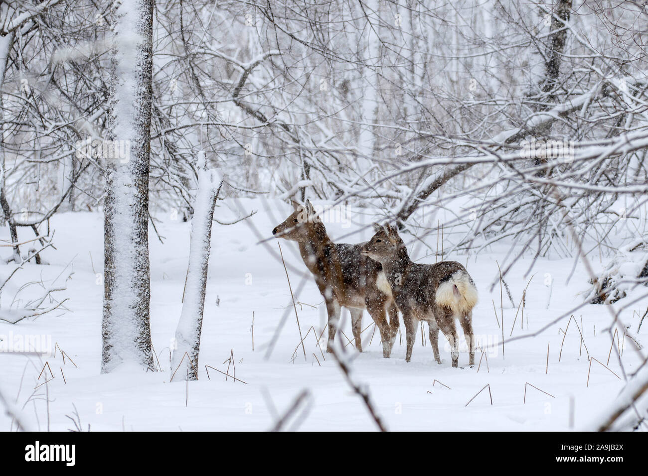 Sikahirsch (Cervus nippon Stock Photo - Alamy