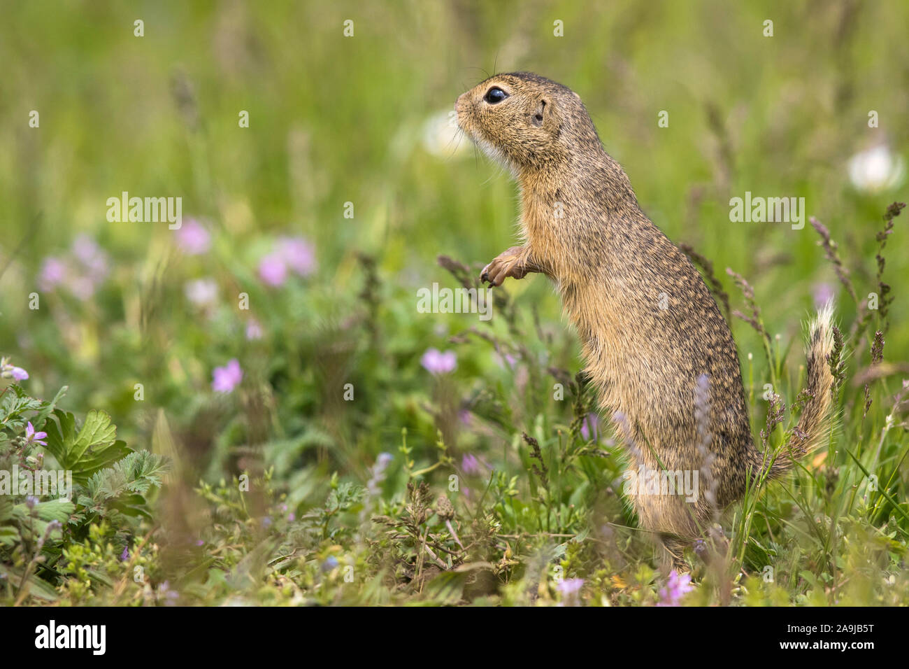 Ziesel (Citellus citellus Stock Photo - Alamy