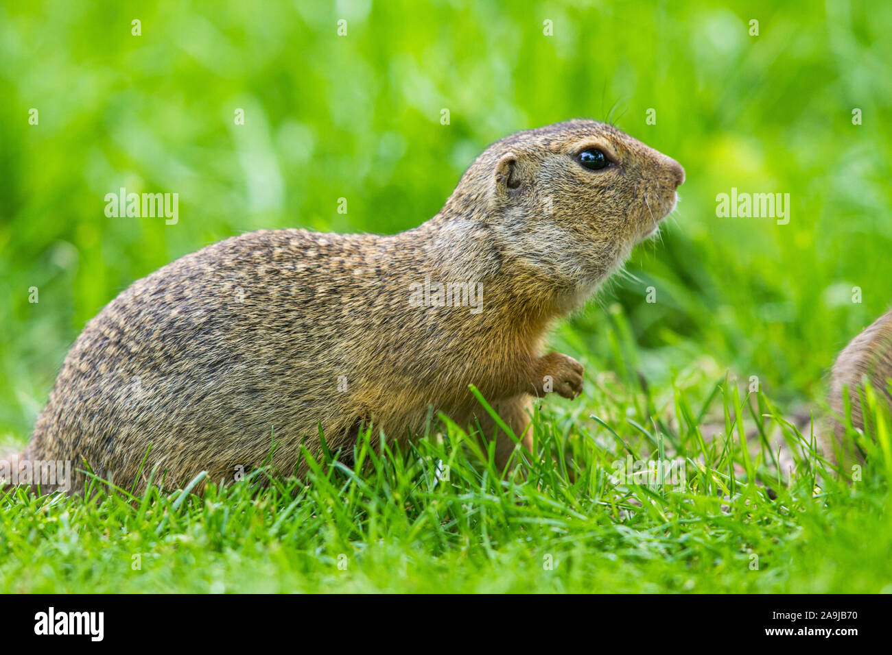 Ziesel (Citellus citellus Stock Photo - Alamy