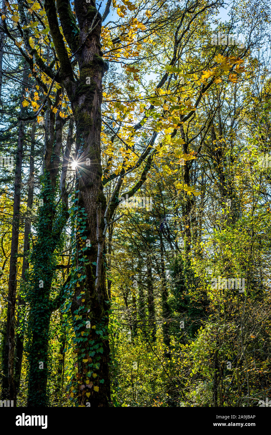 Trees with yellowed leaves in the autumn forest are entwined with ivy ...