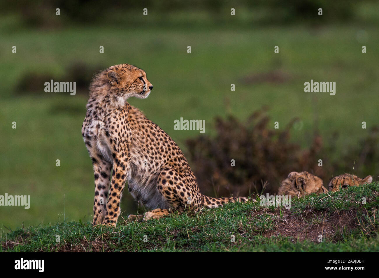 Geparden (Panthera pardus Stock Photo - Alamy