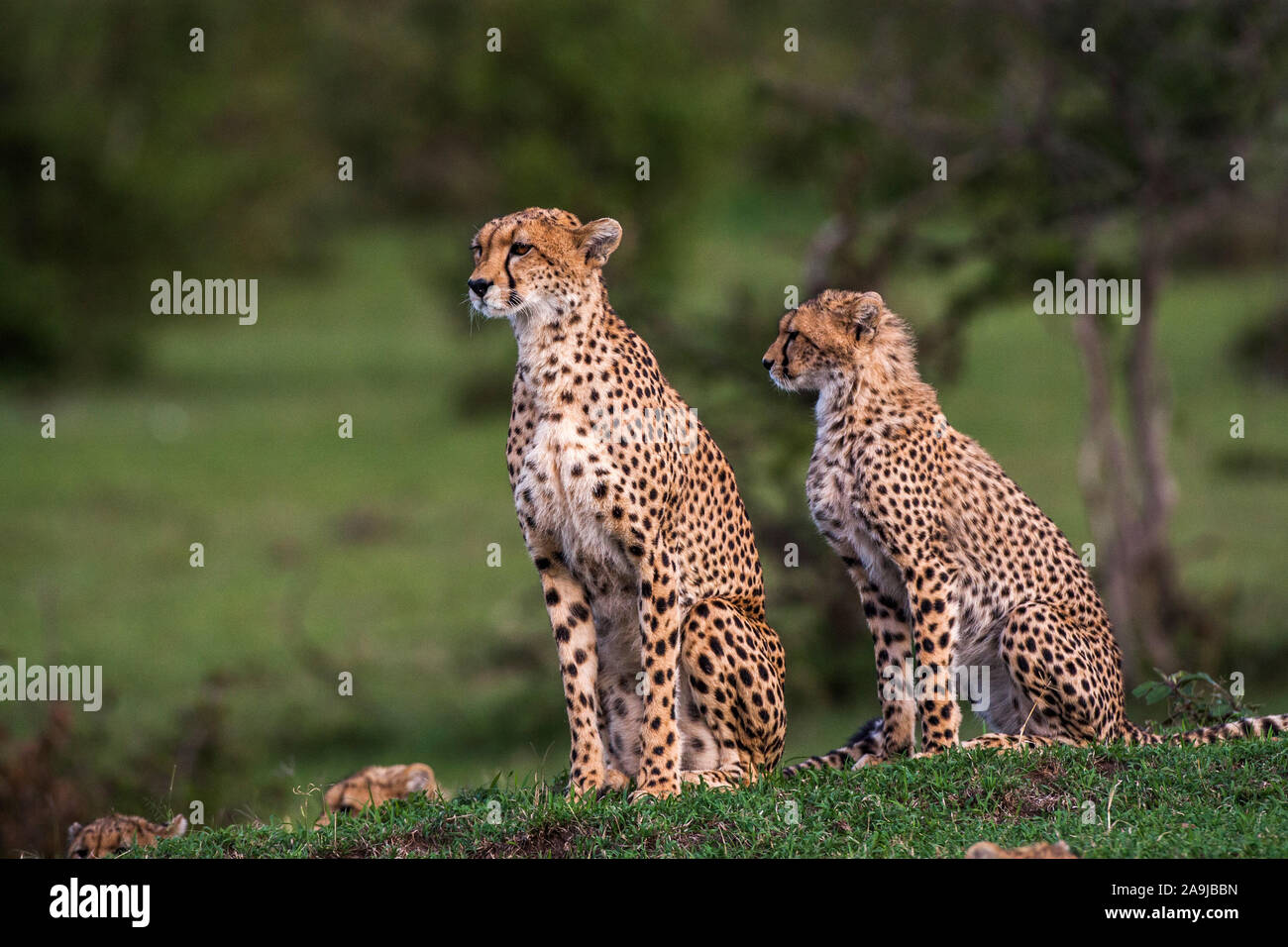 Geparden (Panthera pardus Stock Photo - Alamy