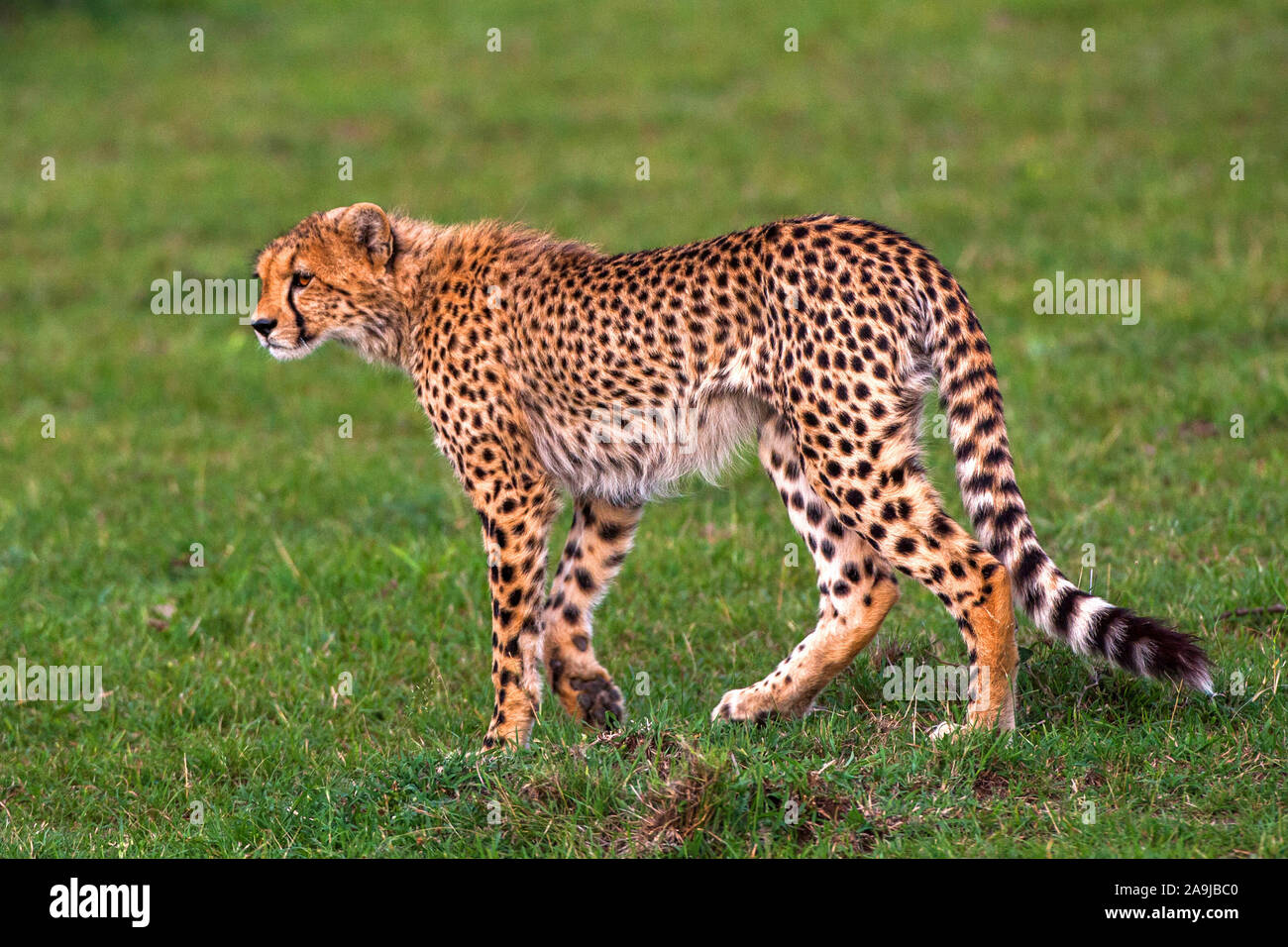 Gepard jagd hi-res stock photography and images - Alamy