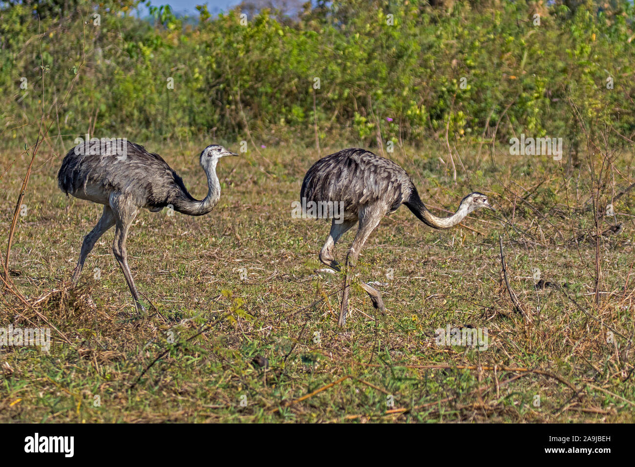 Nandu (Rhea americana Stock Photo - Alamy