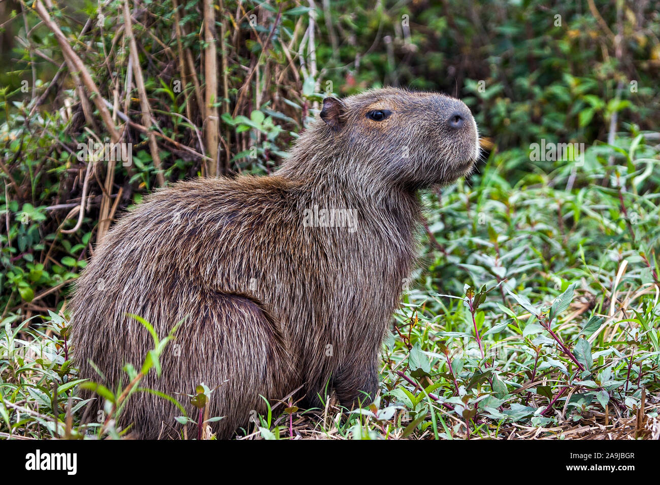 Caviomorpha hi-res stock photography and images - Alamy