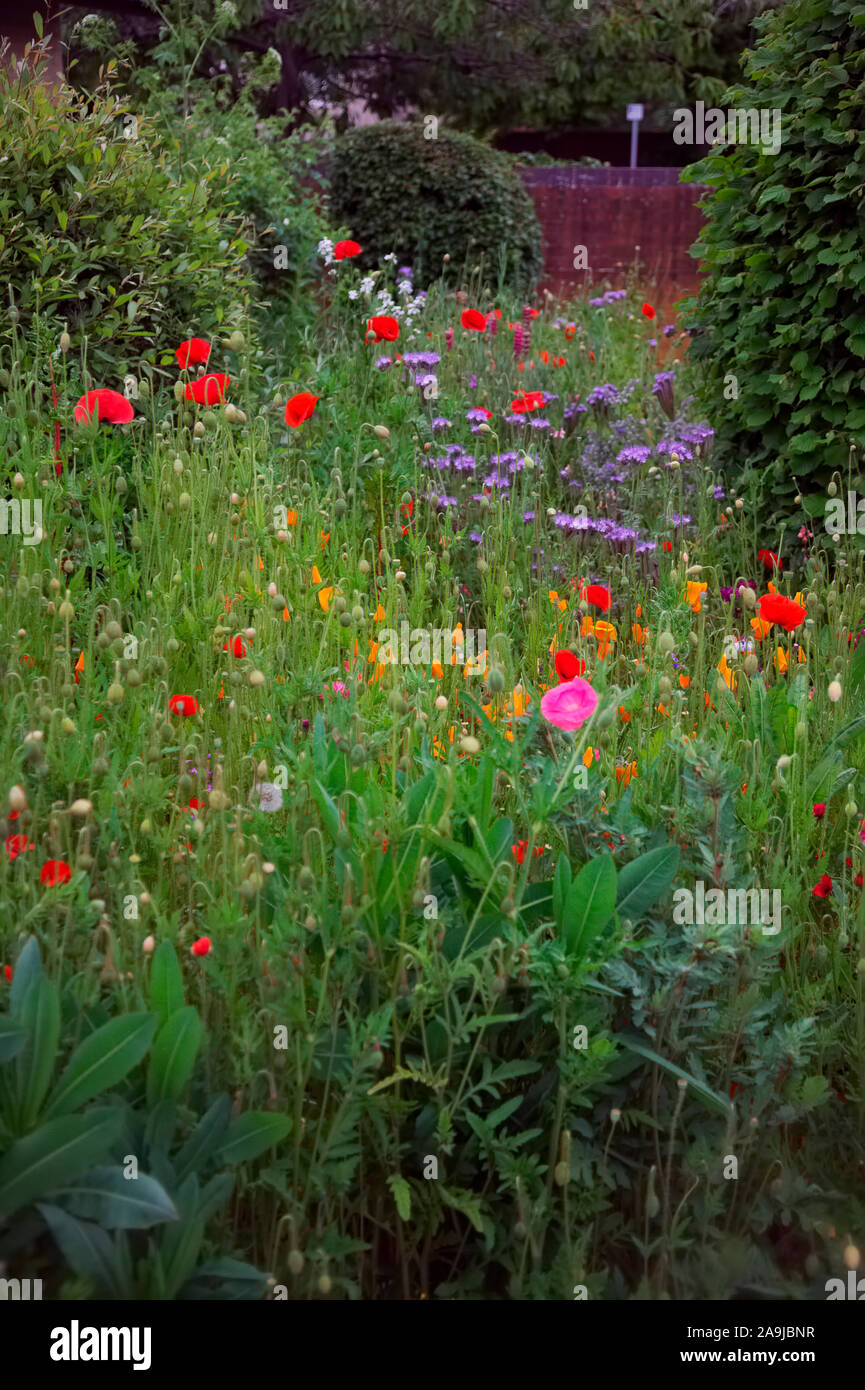 Wildflower planting around an Exeter, UK Doctors Surgery improves ...