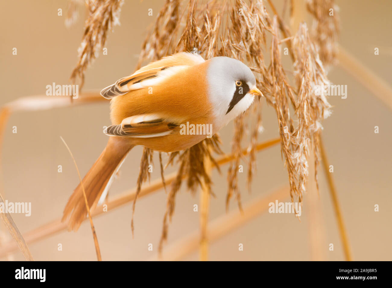 Panurus biarmicus hi-res stock photography and images - Alamy