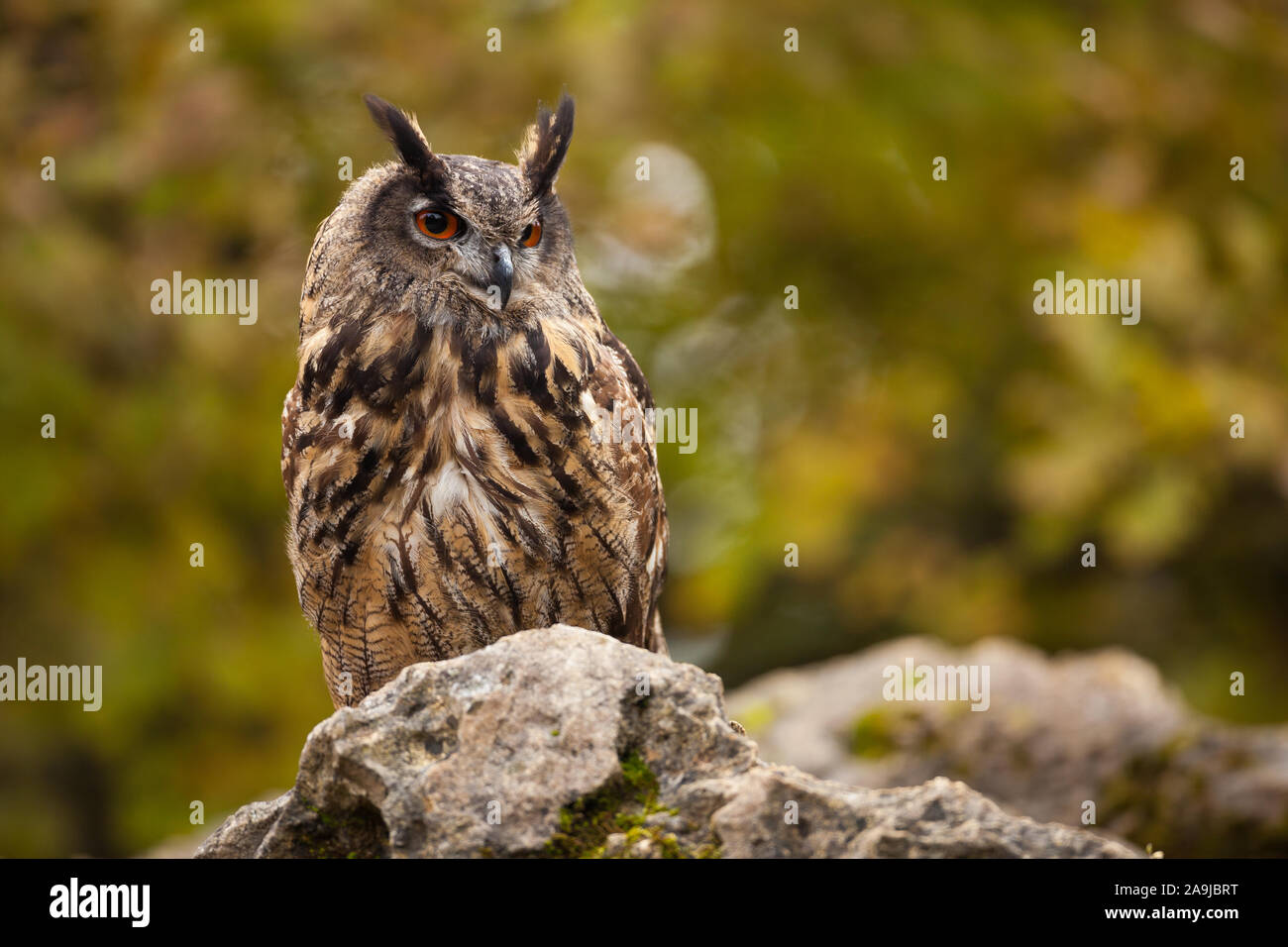 Uhu (Bubo bubo Stock Photo - Alamy