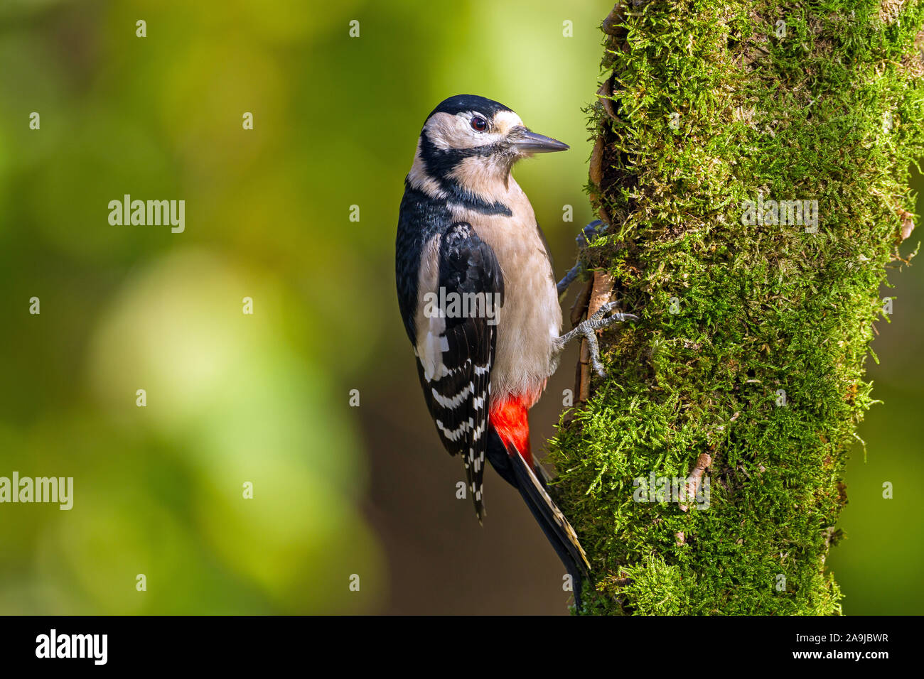 Buntspecht wald hi-res stock photography and images - Alamy