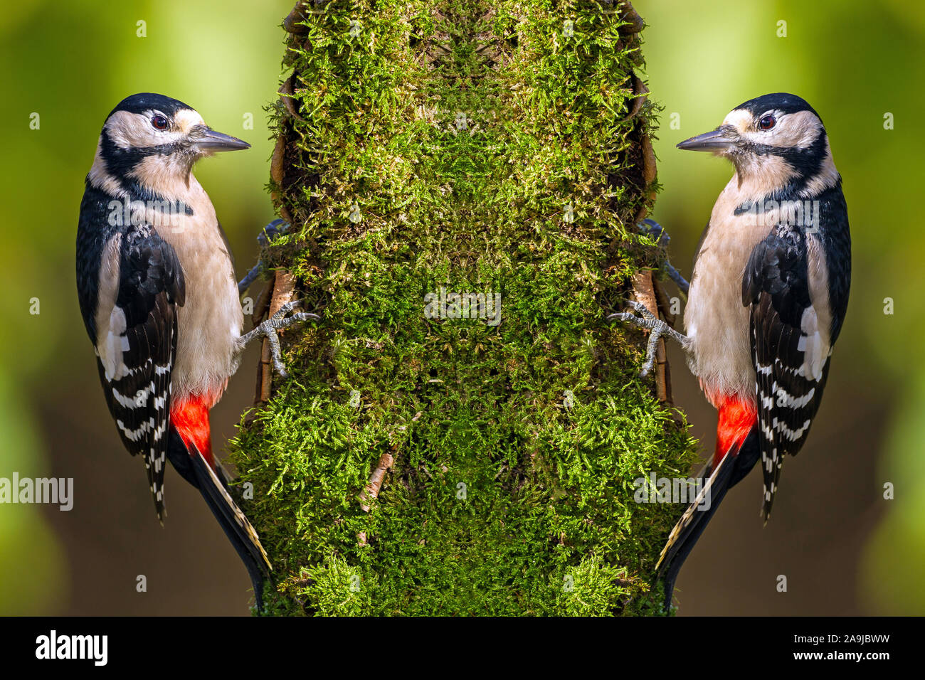 Buntspecht wald hi-res stock photography and images - Alamy