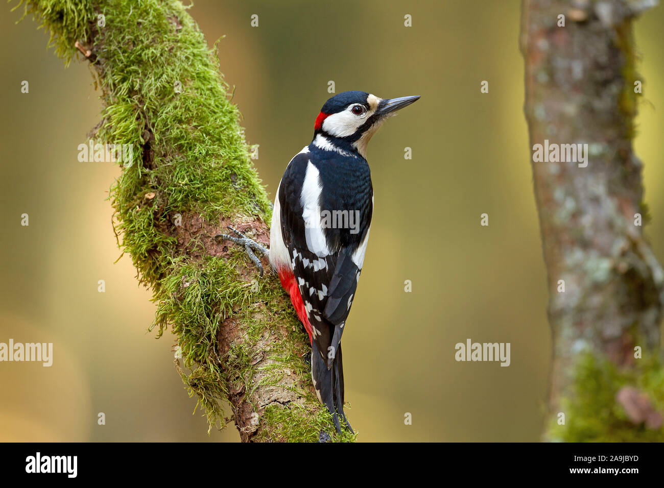 Buntspecht wald hi-res stock photography and images - Alamy