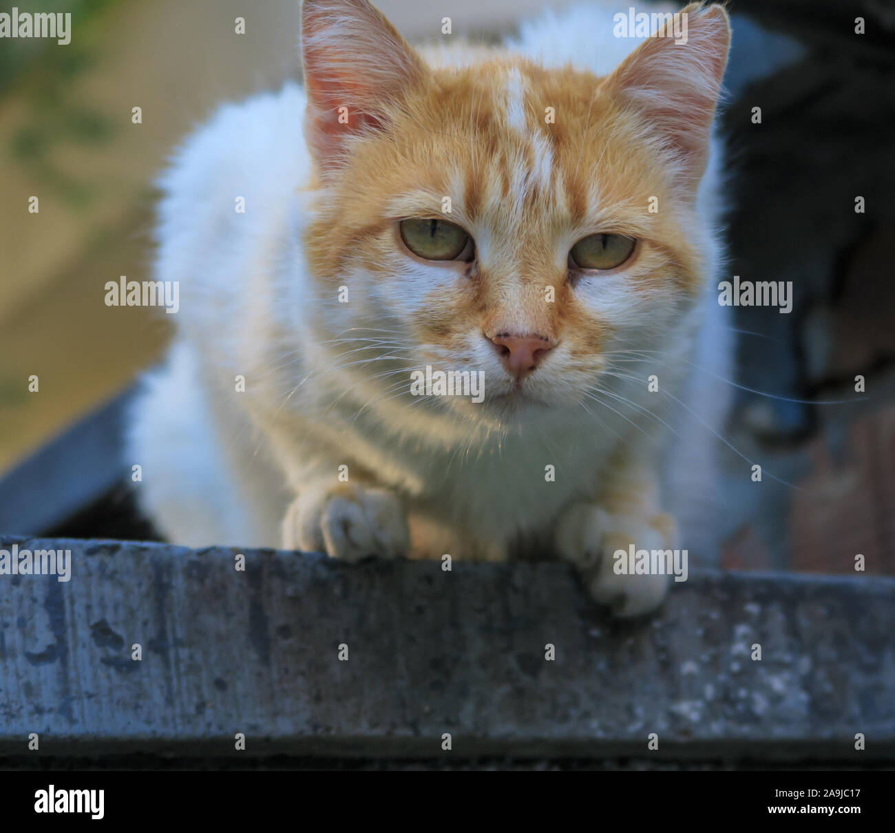 Orange tabby cat fence hi-res stock photography and images - Alamy
