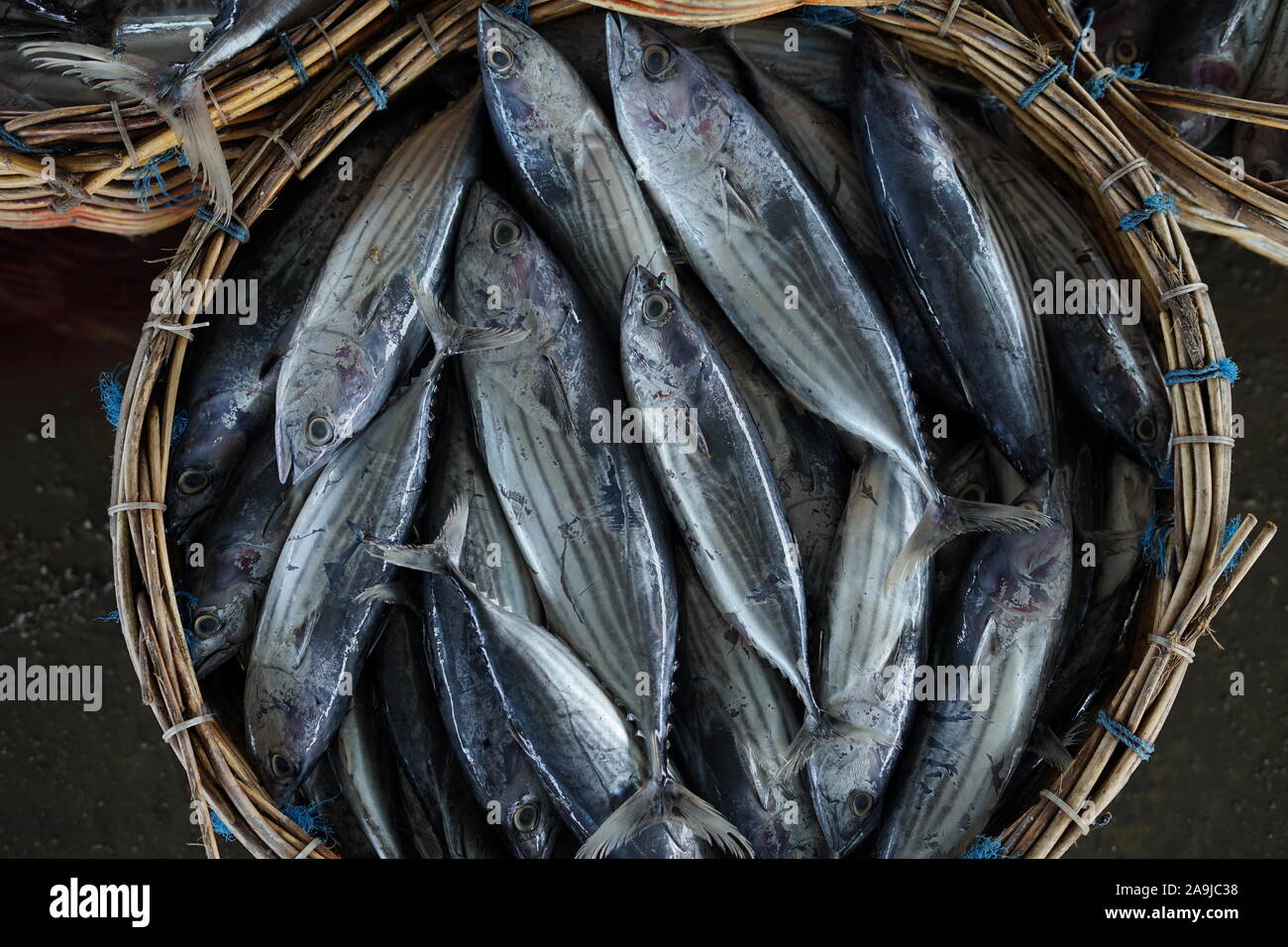 Bucket of full Fresh Tuna Fish at fish market Indonesia Stock Photo - Alamy