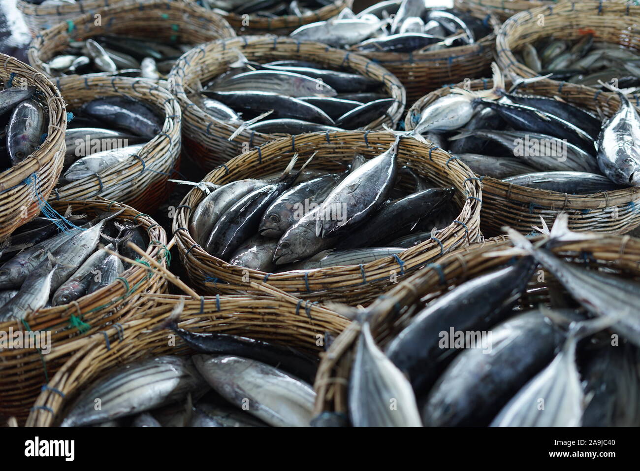 Bucket of full Fresh Tuna Fish at fish market Indonesia Stock Photo - Alamy