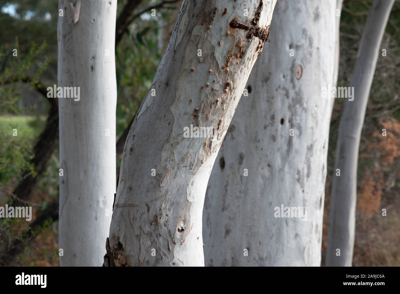 White tree trunks Stock Photo - Alamy