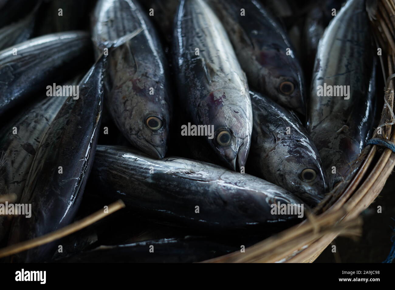 Fresh Skipjack Tuna at Fishing harbour for sale Stock Photo - Alamy