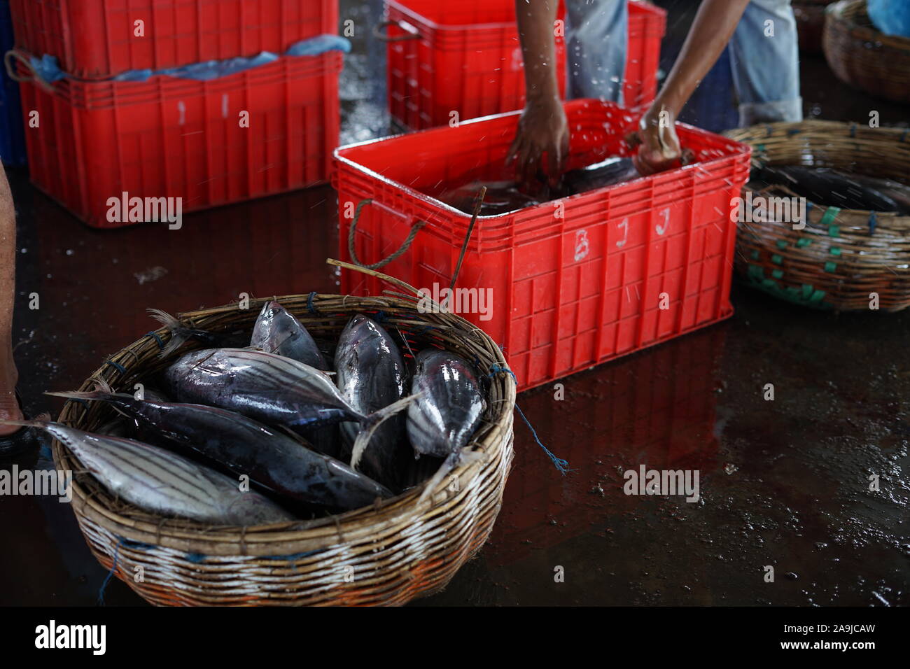 Vendor selling fresh baby Tuna Fish at traditional fish market ...