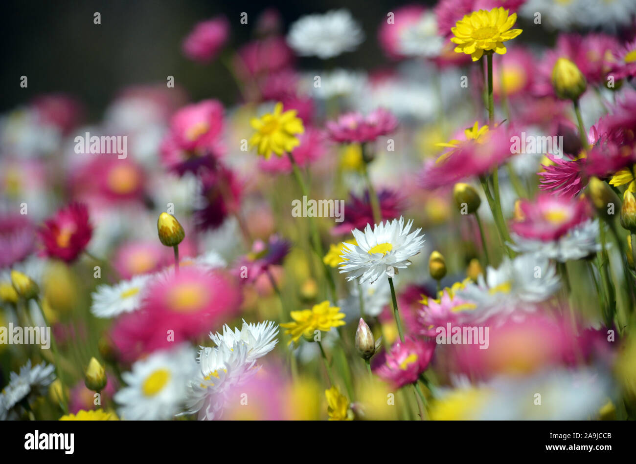 Australian Native Paper Daisy High Resolution Stock Photography and ...