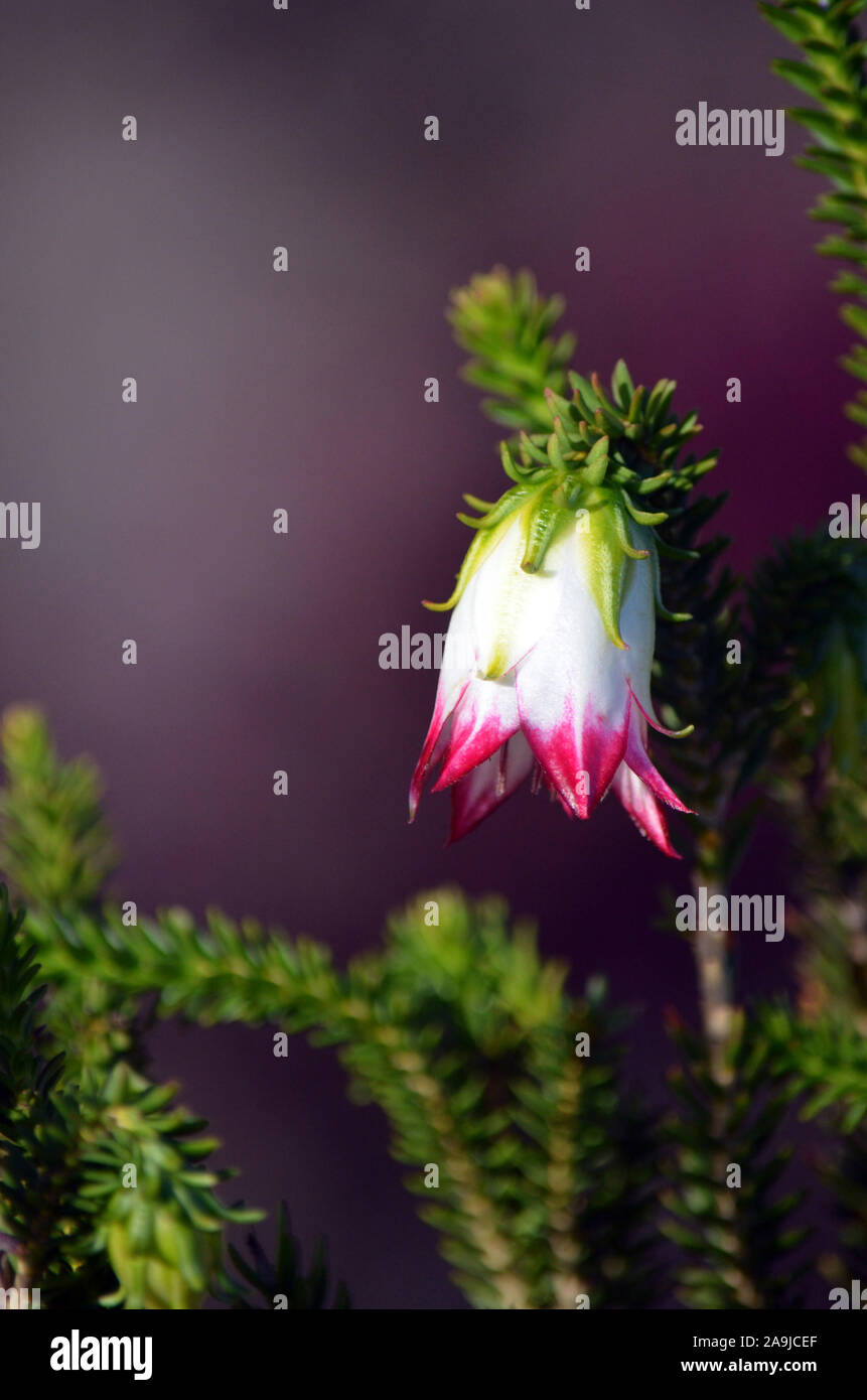 Bell shaped Australian native wildflower Darwinia meeboldii, family ...
