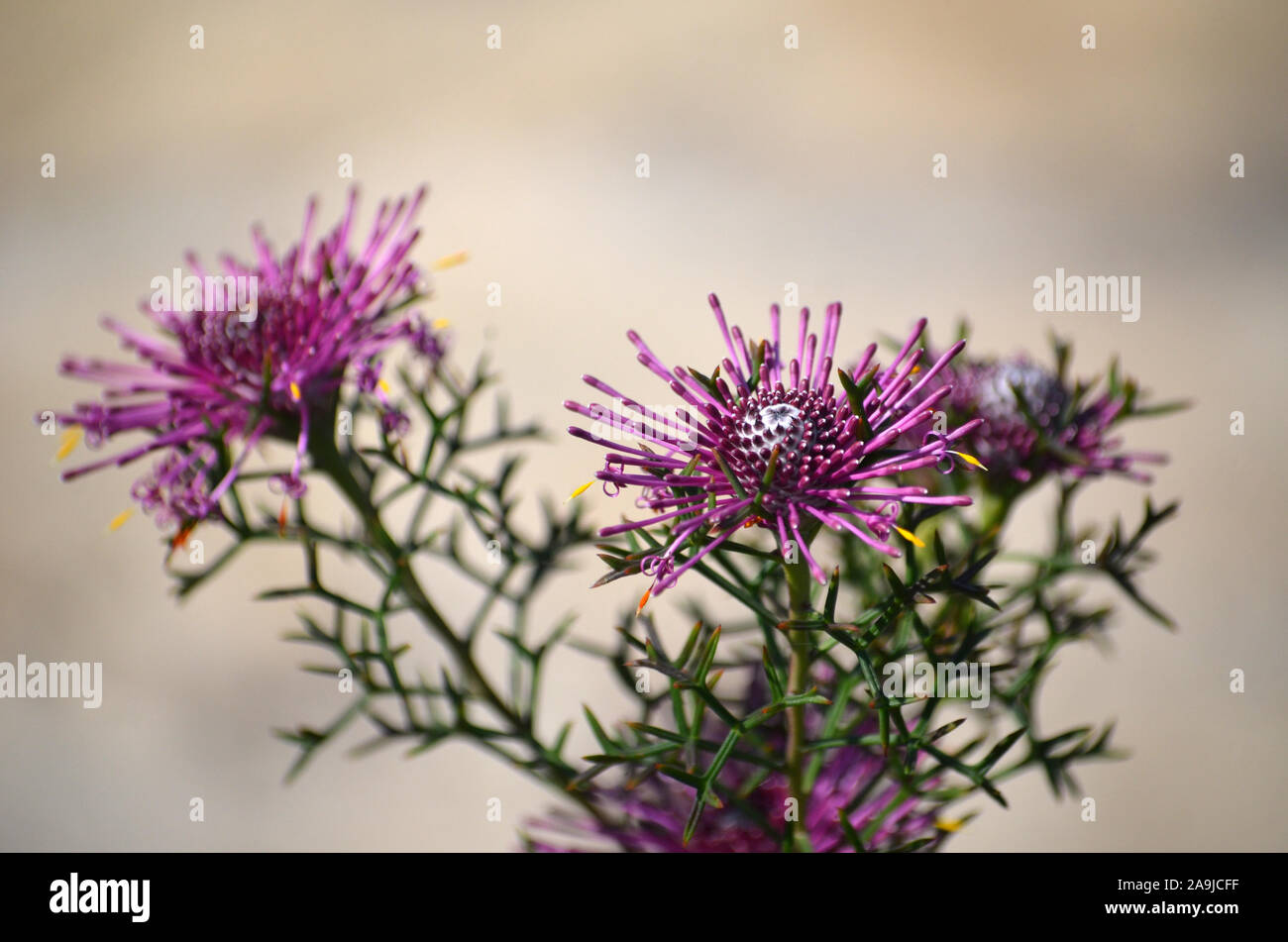 Western Australian native purple wildflower, the Rose Coneflower ...