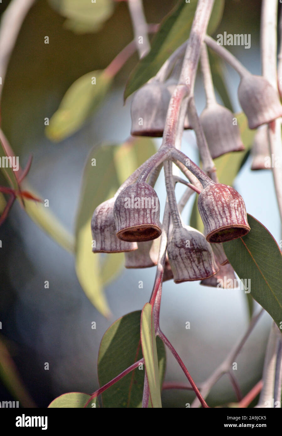 Large white and burgundy gumnuts and grey green leaves of the ...