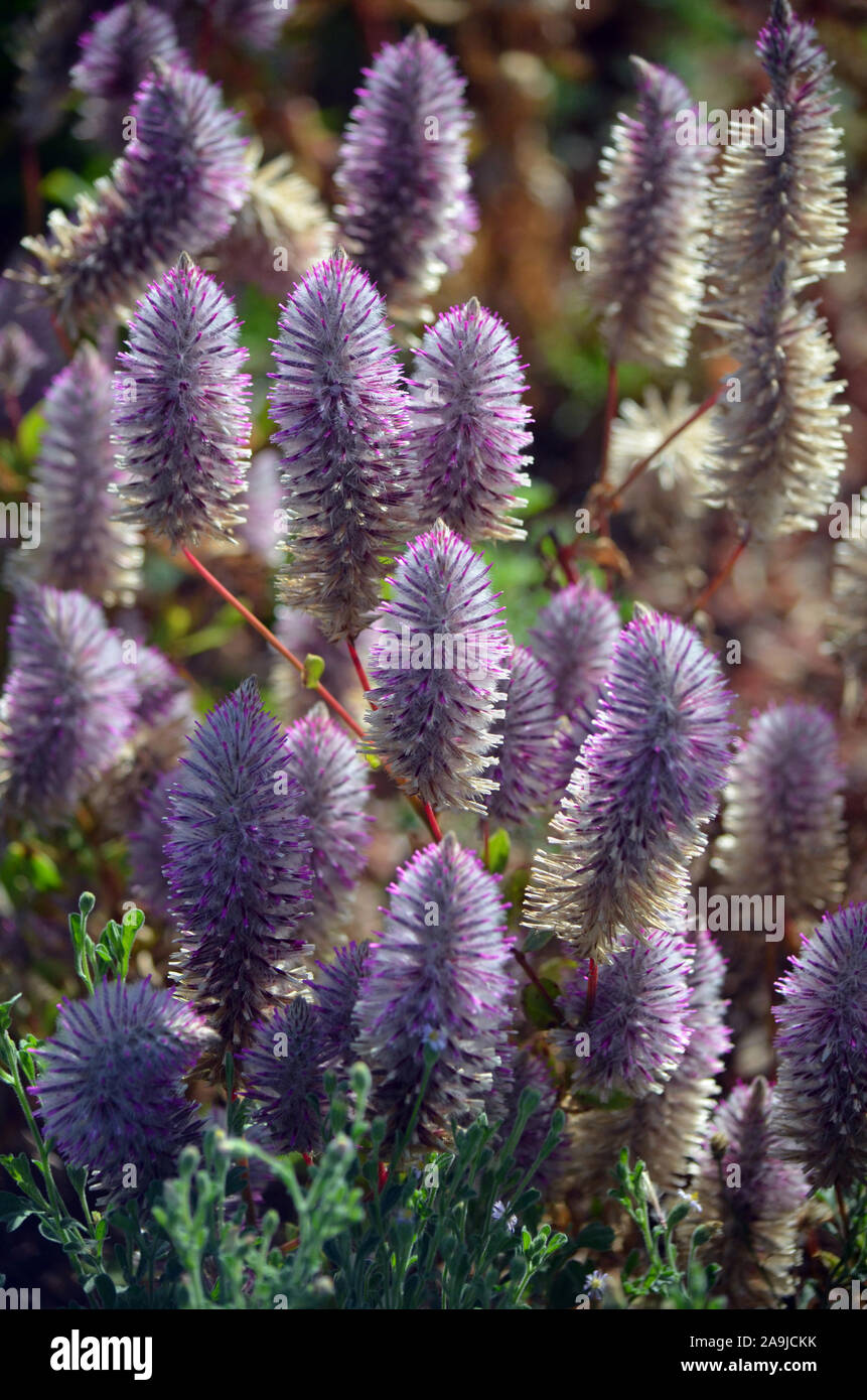 Mulla mulla hi-res stock photography and images - Alamy